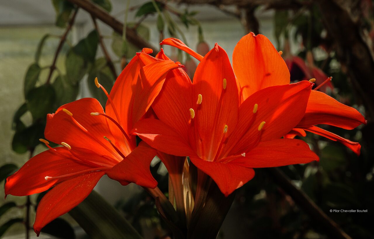 Naturaleza Flora | Turismo Río Grande
